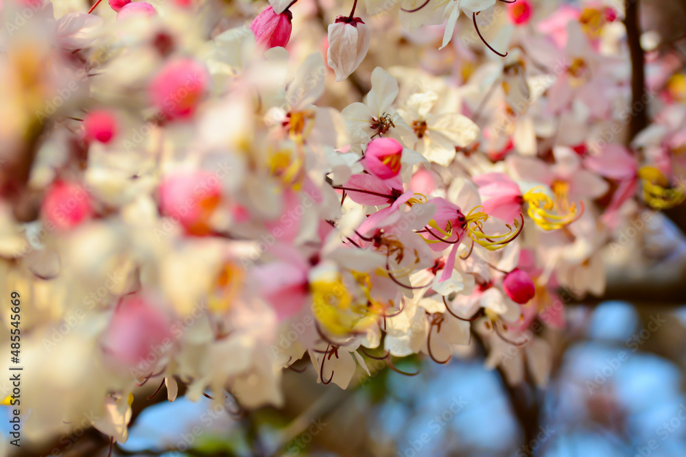 sky, cassia, park, wishing tree, colorful, sakura, botanical, cherry ...