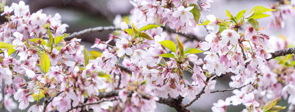 Beautiful Yoshino Sakura Cherry Blossom is blooming with sprout in ...
