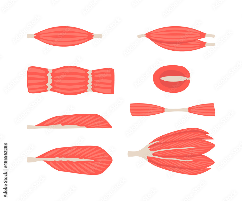 Set of skeletal fiber muscle, types structure muscle of human body ...