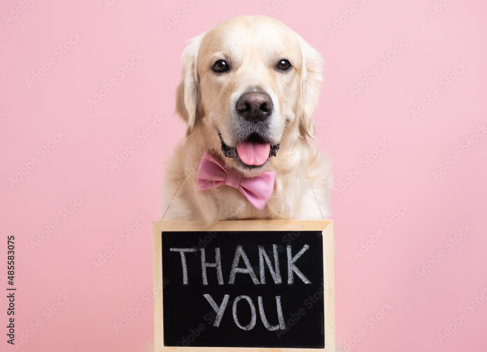 The dog is holding a black sign with the text THANK YOU. A golden ...