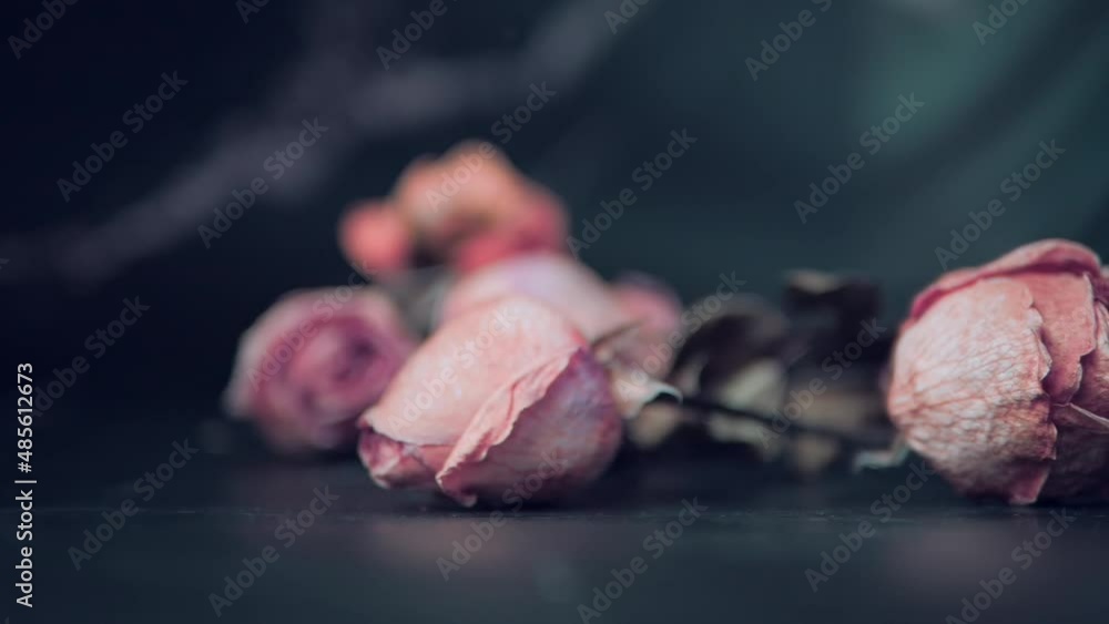 Withered roses flowers falling on black background, A withered bouquet ...