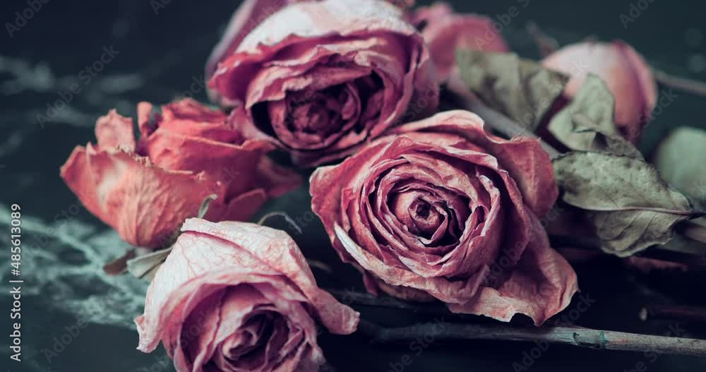 Withered roses flowers on black background, A withered bouquet of roses ...