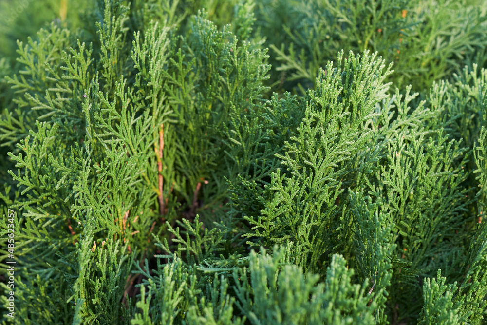 Lush green stem and leaves of Juniperus scopulorum (Rocky Mountain ...