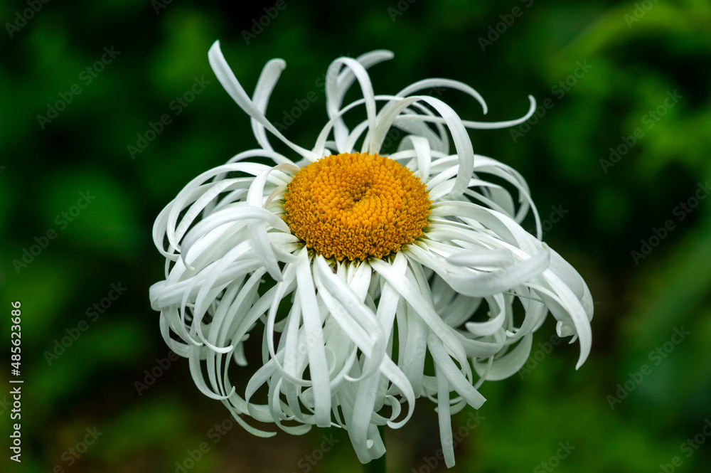 Leucanthemum x Superbum 'Phyllis Smith' a summer autumn flowering plant ...