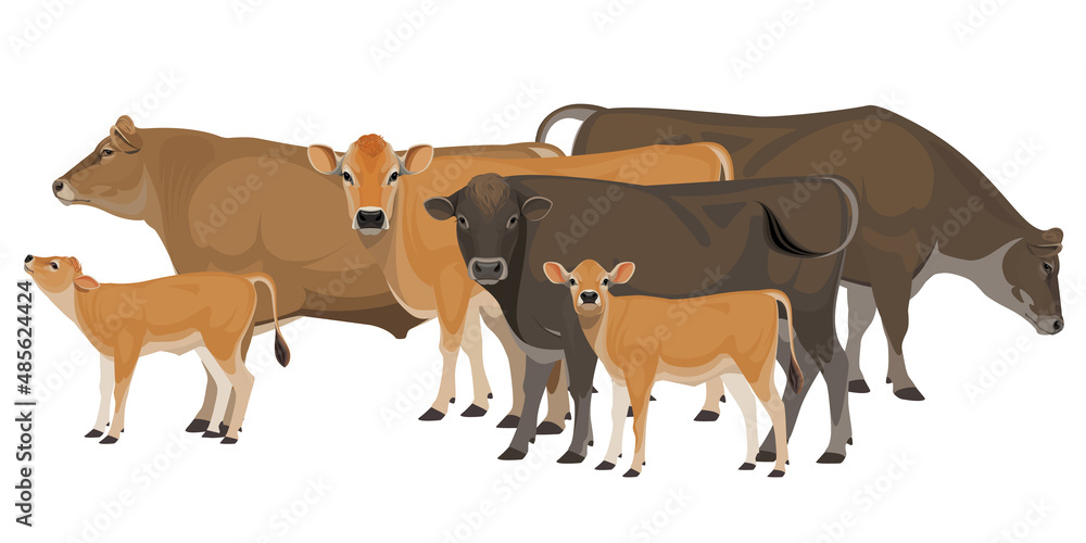 Set of Bull, Cow, Calf. Jersey - The Best Milk Cattle Breeds. Farm ...