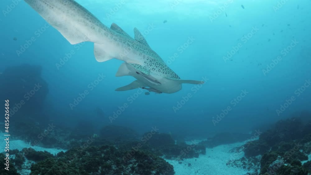 Unique underwater view looking up at a sharks reproduction organs as it ...