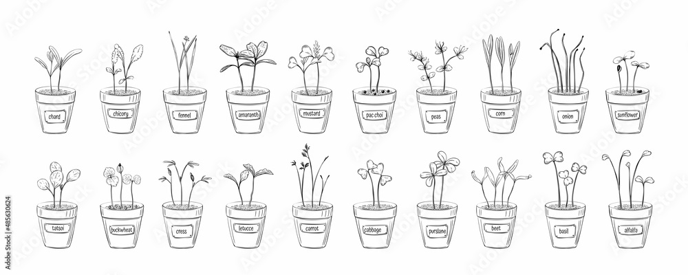 Vector hand drawn microgreens sketch set pot for decoration design ...