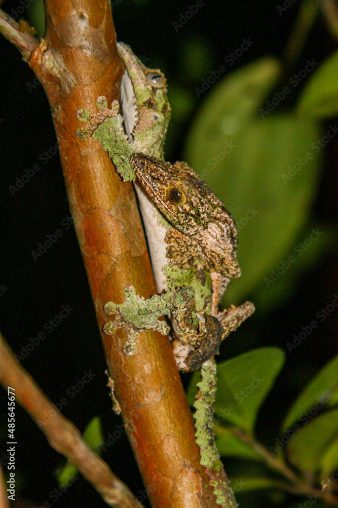 A pair of leaf-tailed geckos mating on the stem of a bush in the ...
