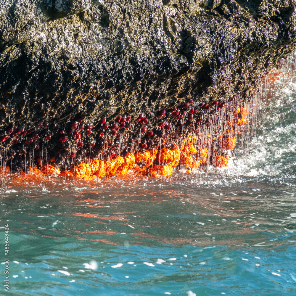 Sea tomatoes (Actinia equina), from the anemone family, on sunny rocks ...