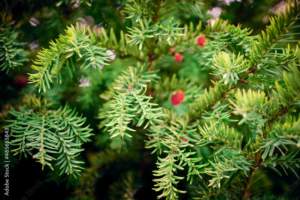 Evergreen European yew tree foliage close up, Taxus baccata tree, green ...