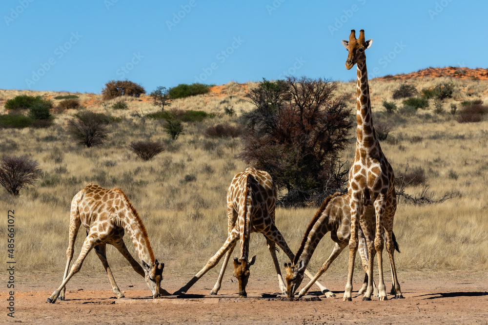 Four giraffes at a waterhole in the Kgalagadi Transfrontier Park in ...