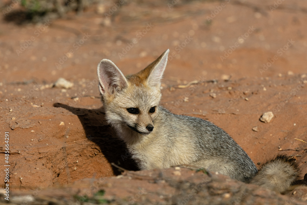 One cape fox emerging from its den at sunset in the Kgalagadi ...