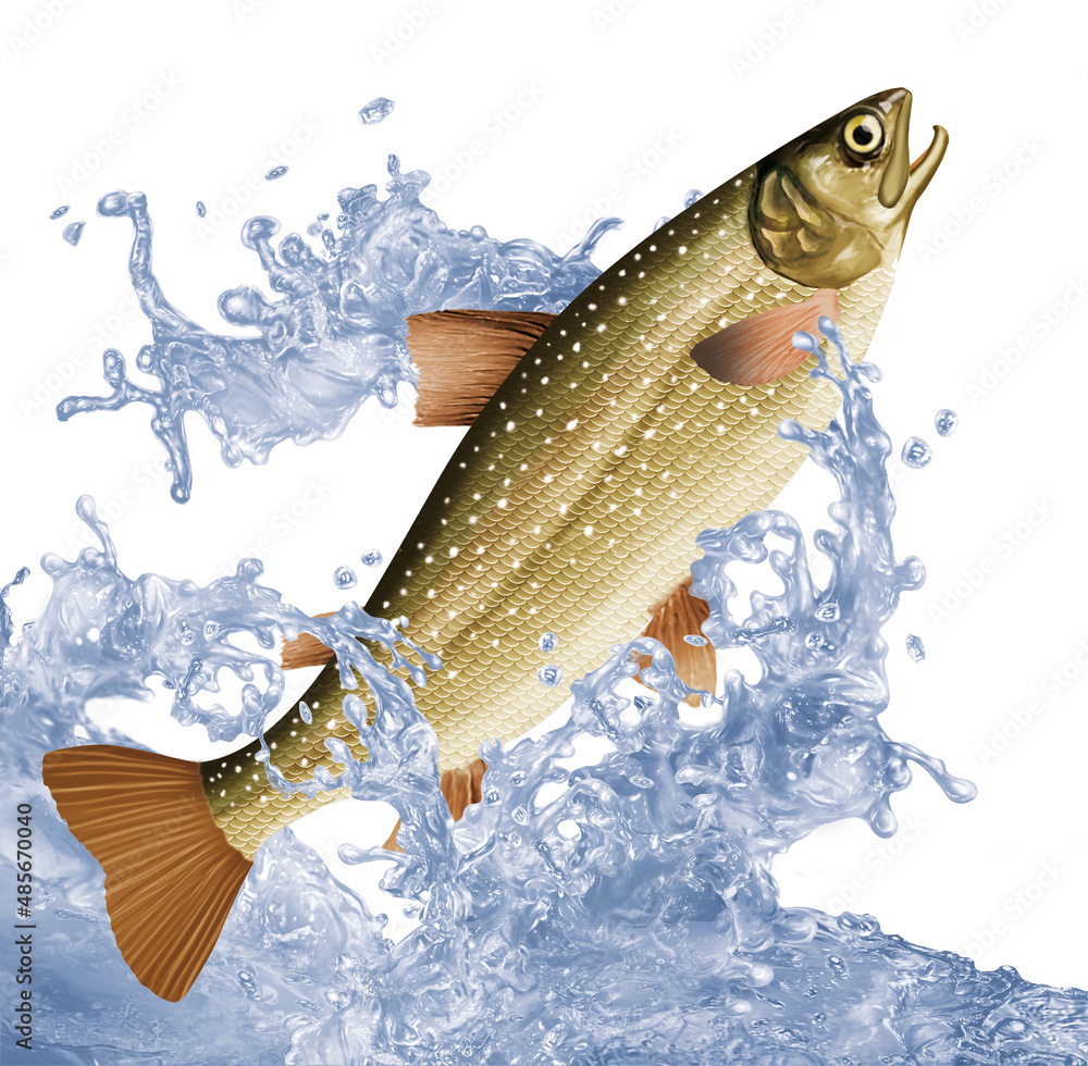 poisson , omble chevalier , perche, pêche, animal, isolé, aliment ...