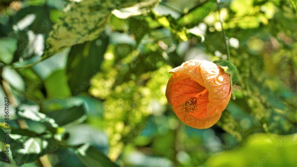 Abutilon pictum also known as Chinese lantern, Painted Indian mallow ...