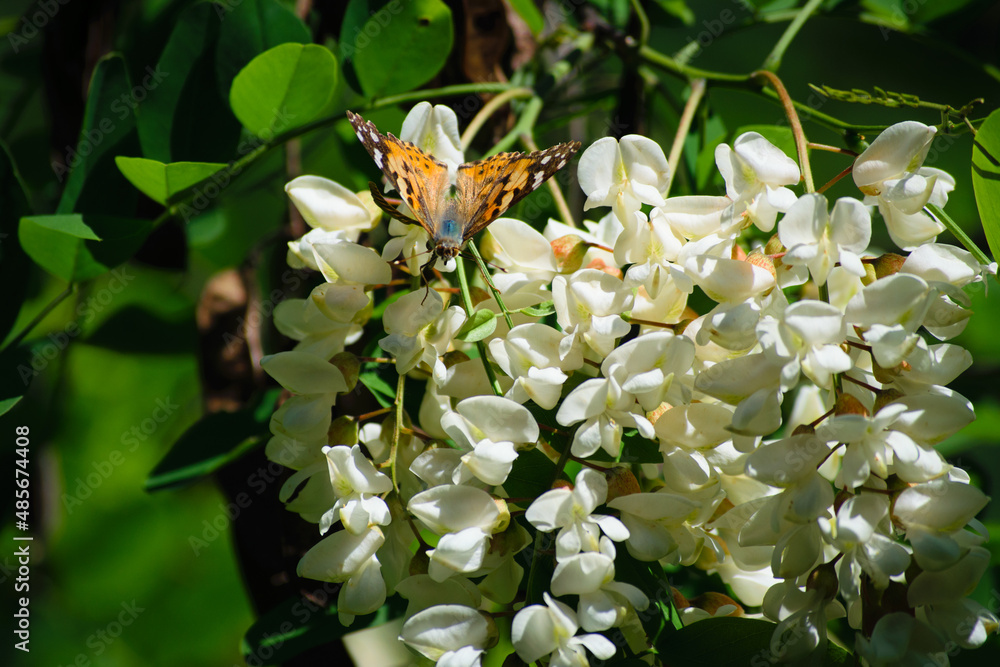 Robinia pseudoacacia. butterfly on white acacia flowers. Beautiful ...