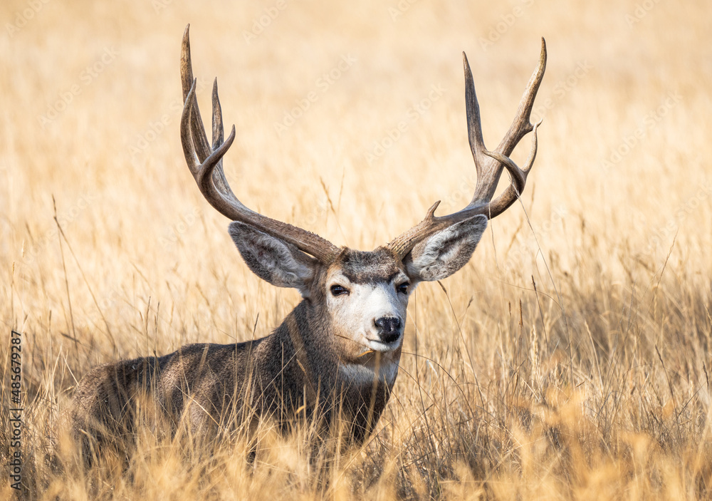 Closeup frontal view of a Mule Deer buck, with large furry ears and a ...
