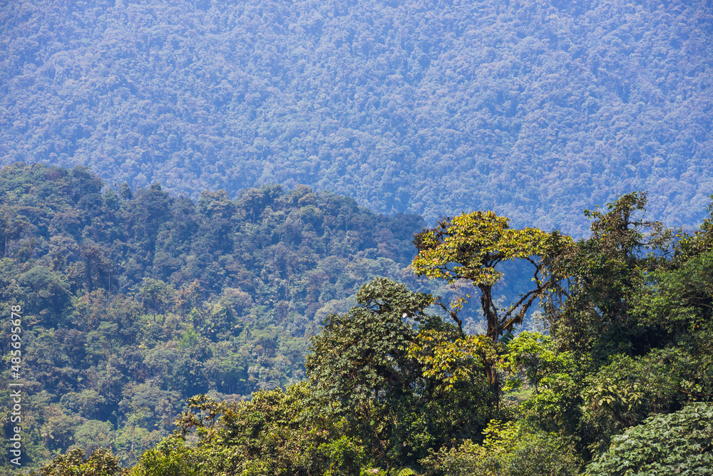 Choco Rainforest, Ecuador. This area of jungle is the Mashpi Cloud ...