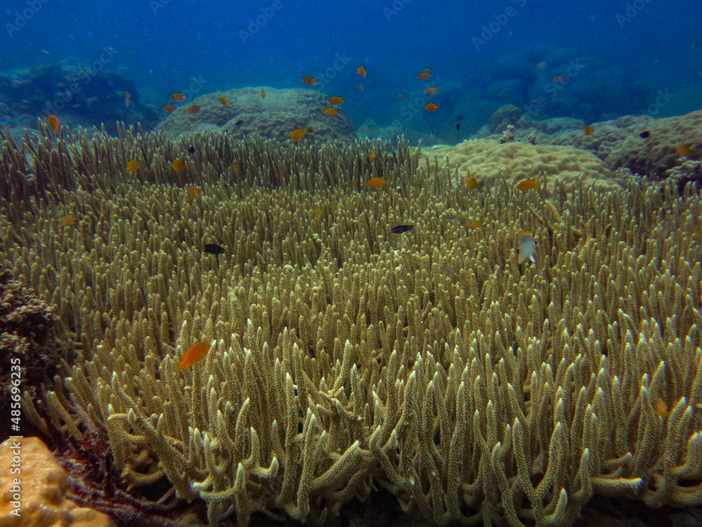 Tropical fishes and Coral reefs in ocean, underwater photo, in Aimeliik ...