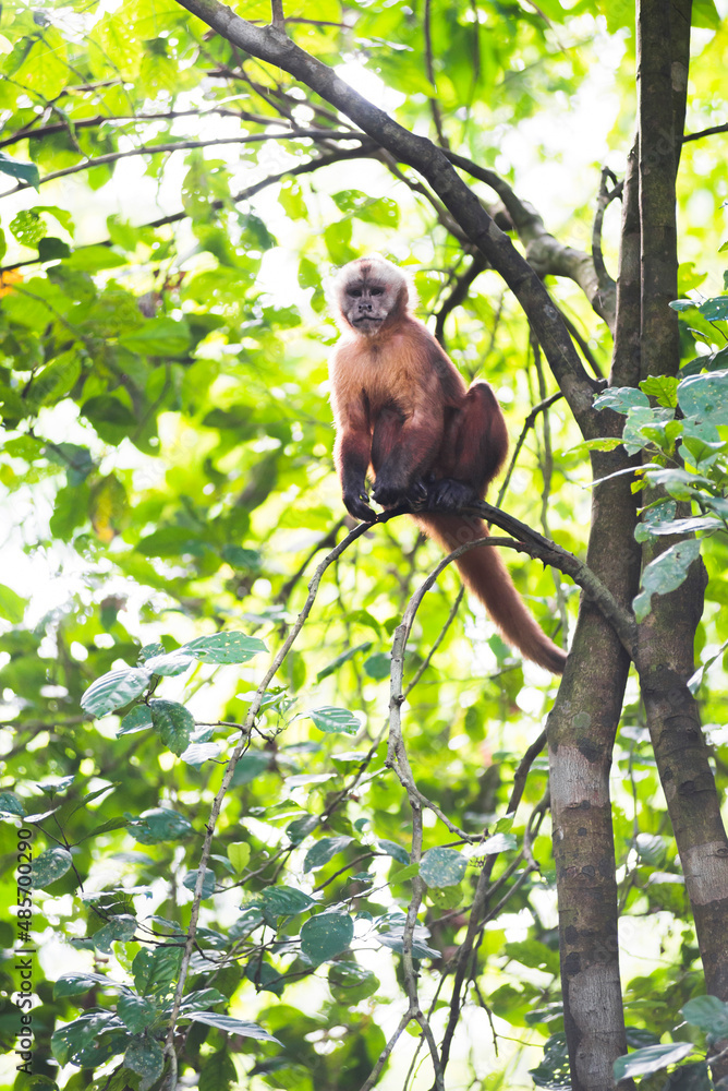 White fronted Capuchin Monkey (Cebus albifrons), Monkey Island (Isla de ...