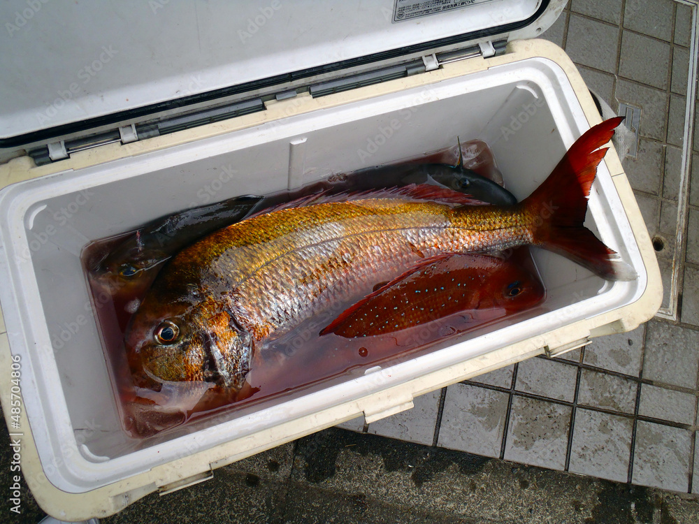 Giant Red sea bream, Japanese most common and Auspicious name fish ...