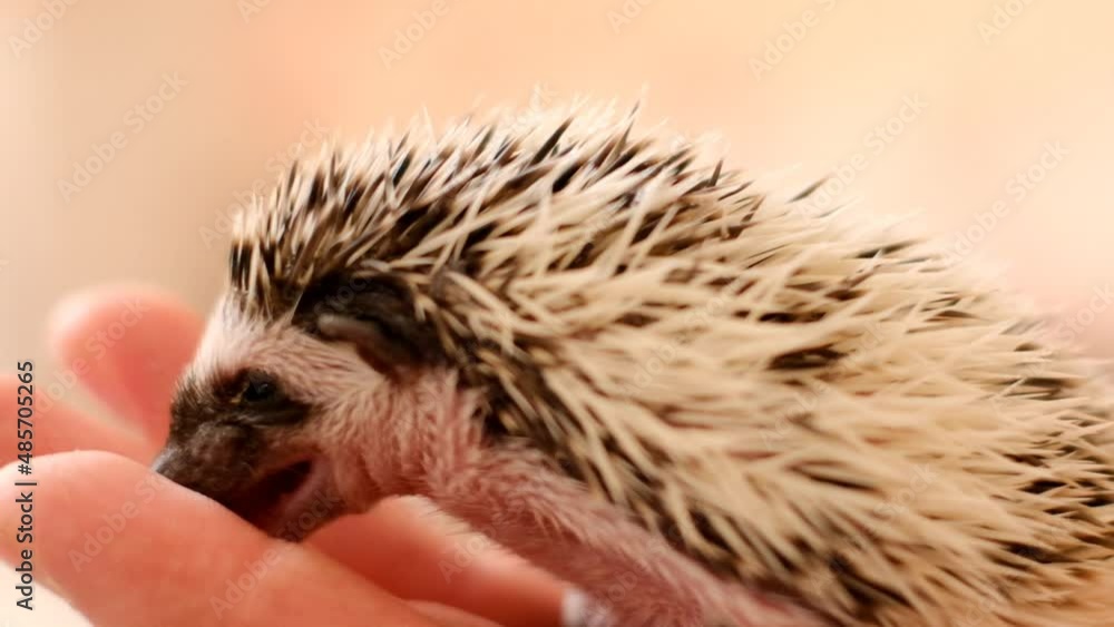 Vidéo Stock Baby hedgehog chewing fingers.hedgehog bites. Small ...