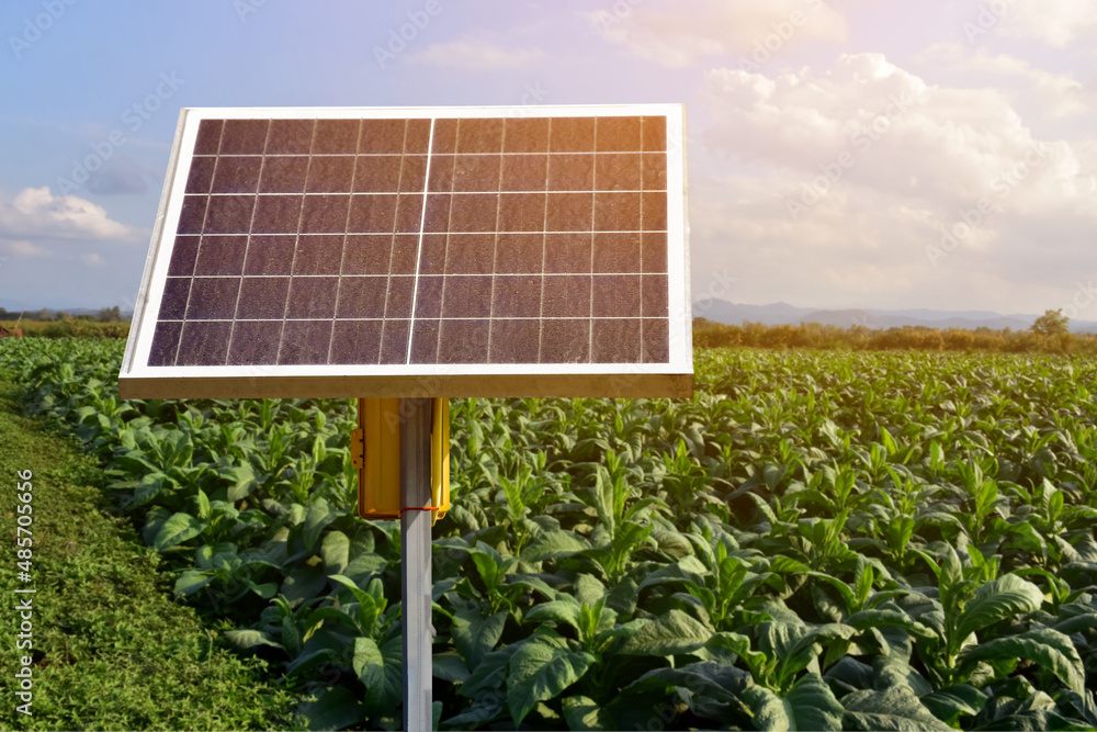 Mini solar cell panal installed beside the tobacco farm to store and ...