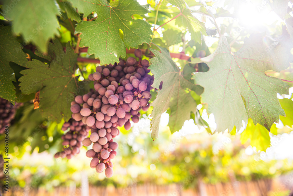 Red grapes hanging off grape vines at a vineyard, ready for making wine ...