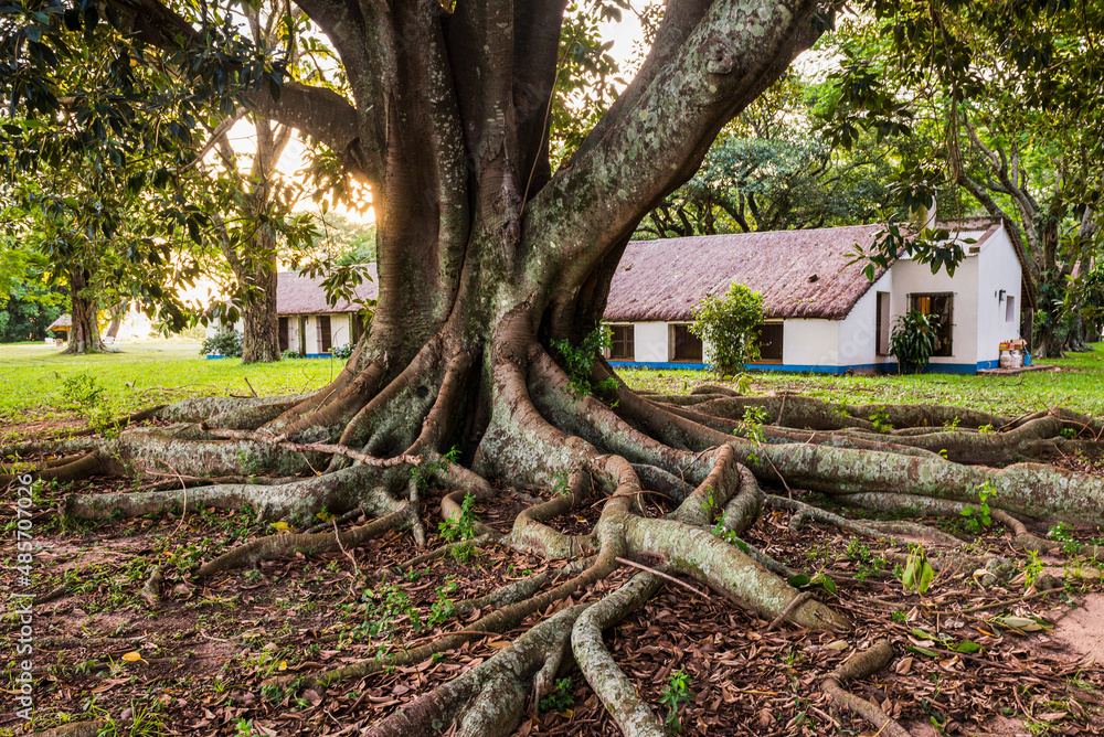 Old tree with twisted roots at Estancia San Juan de Poriahu, Ibera ...