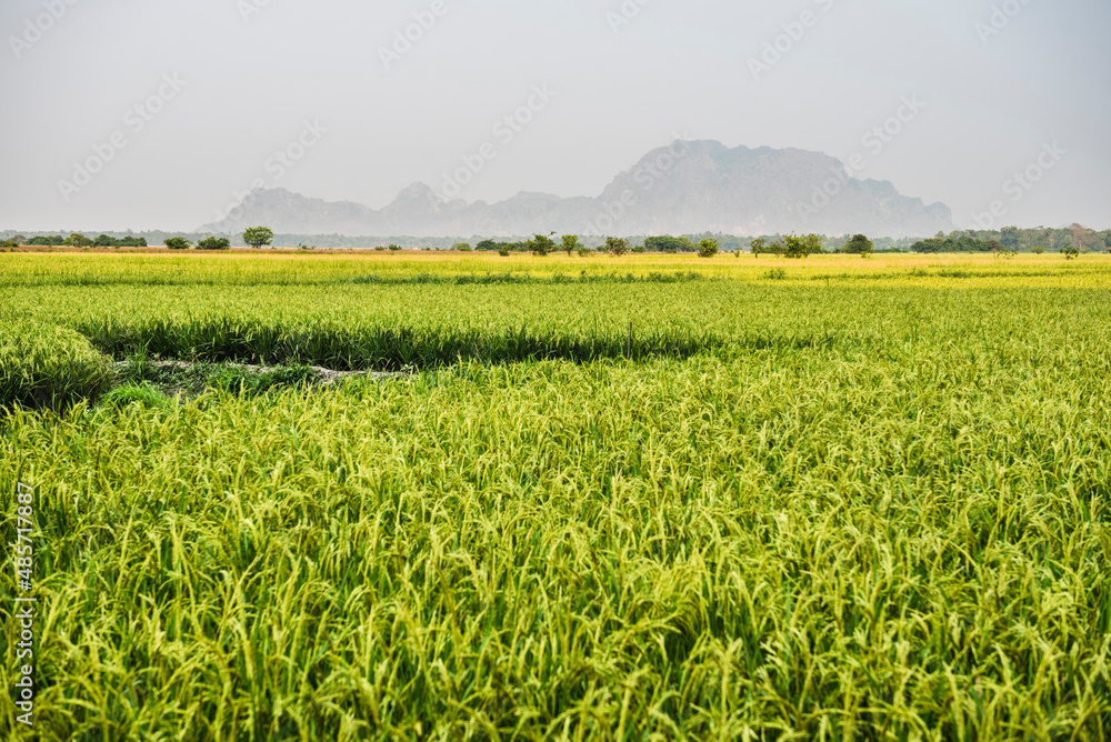 Rice paddy fields at Sadan Cave (aka Saddar Caves), Hpa An, Kayin State ...
