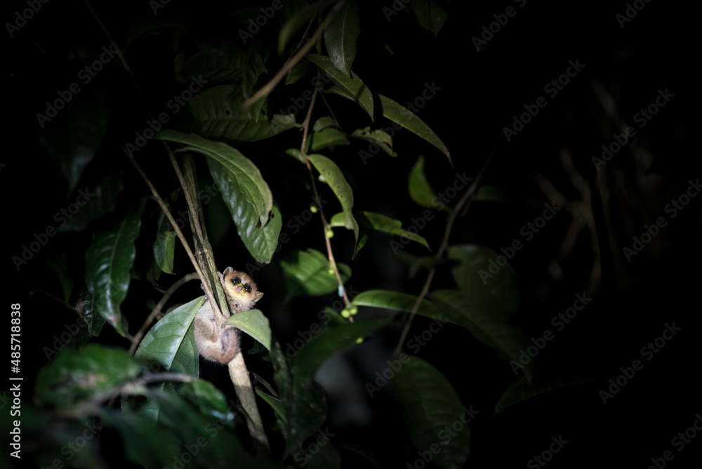 Goodman's mouse lemur (Microcebus lehilahytsara), a nocturnal lemur at ...