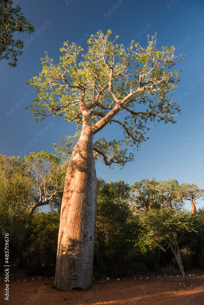 Baobab Tree in Spiny Forest, Parc Mosa a Mangily, Ifaty, South West ...