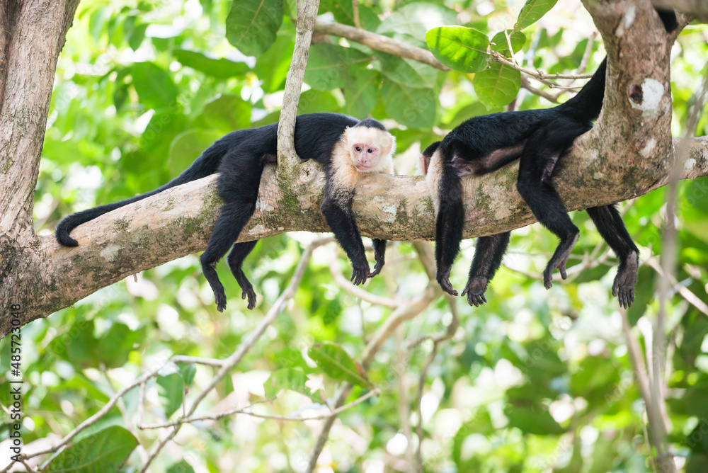 Poster White-faced Capuchin (Cebus capucinus) by Manuel Antonio Beach ...