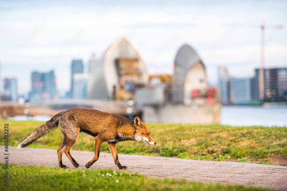 Urban wildlife in London, a Red Fox (Vulpes vulpes) with the Thames ...