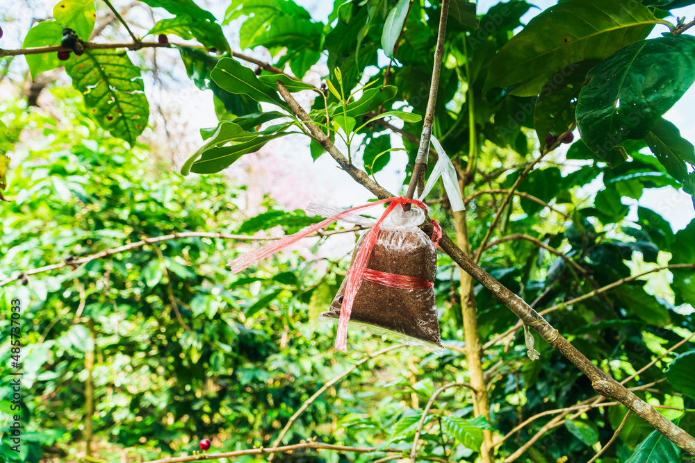 Cultivation of the branches of coffee trees by coffee farmers in ...