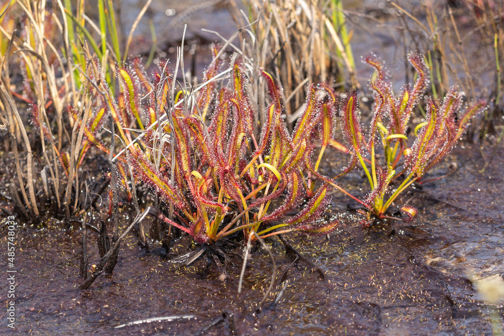Some Drosera capensis (Cape Sundew) seen at the Cape of Good Hope south ...