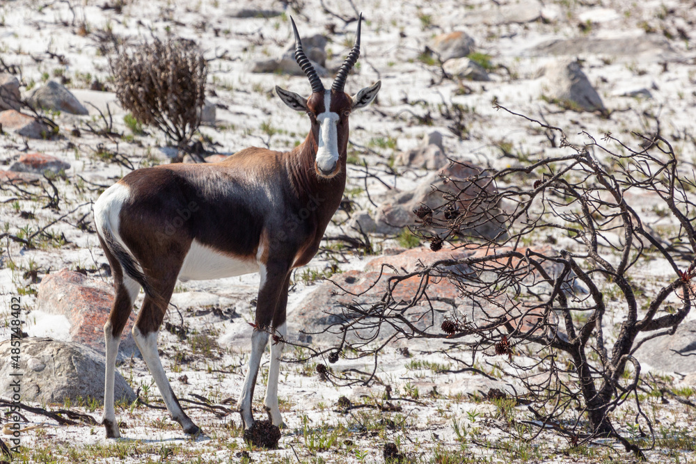 Bontebok seen at the Cape of Good Hope south of Cape Town in the ...