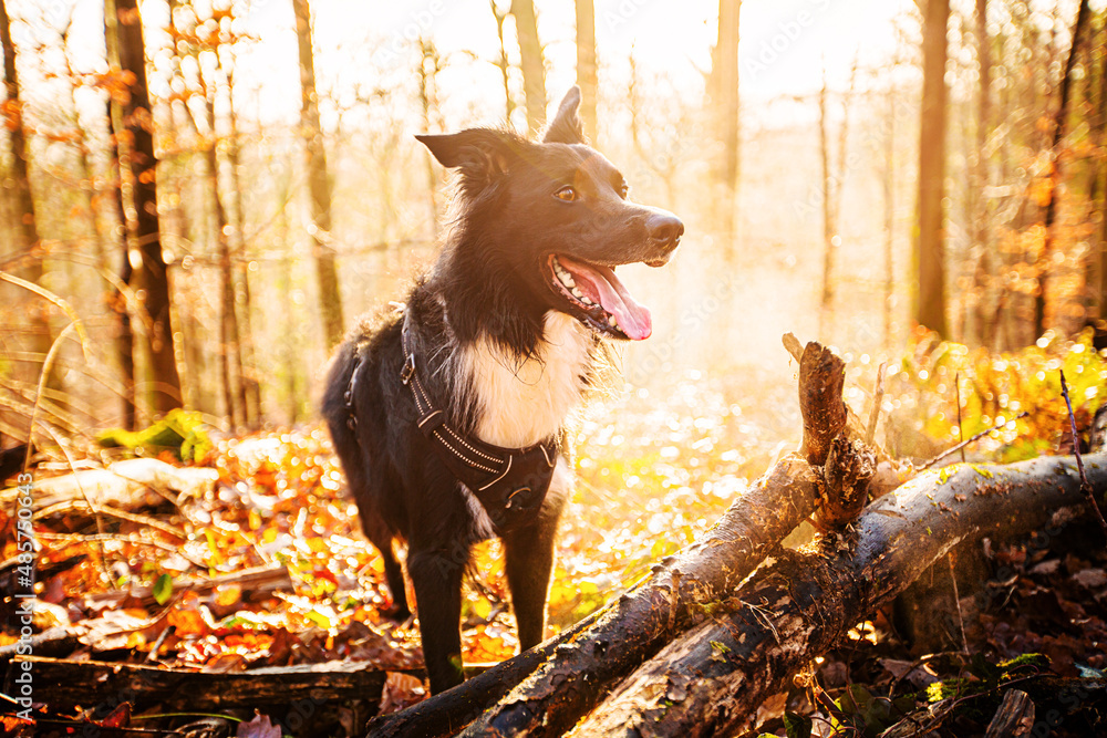 Dog on a hiking trail in the woods over morning sunrise. Border collie ...