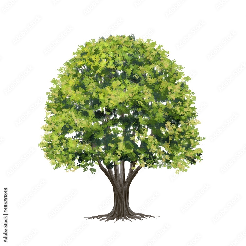watercolor green tree side view isolated on white background for ...