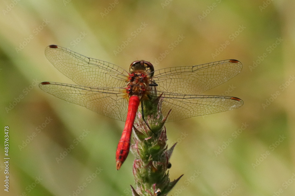 Sympétrum sanguin --- Sympétrum rouge sang --- Sympètre rouge sang ...