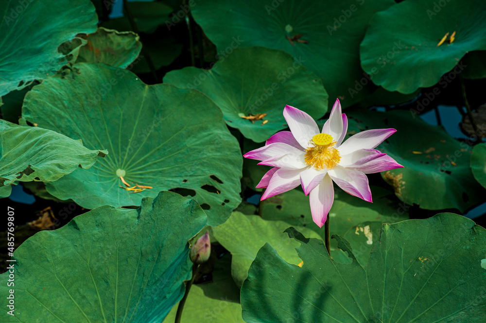 Foto de Lotus Flower, Mekong Delta, Vietnam, Southeast Asia do Stock ...