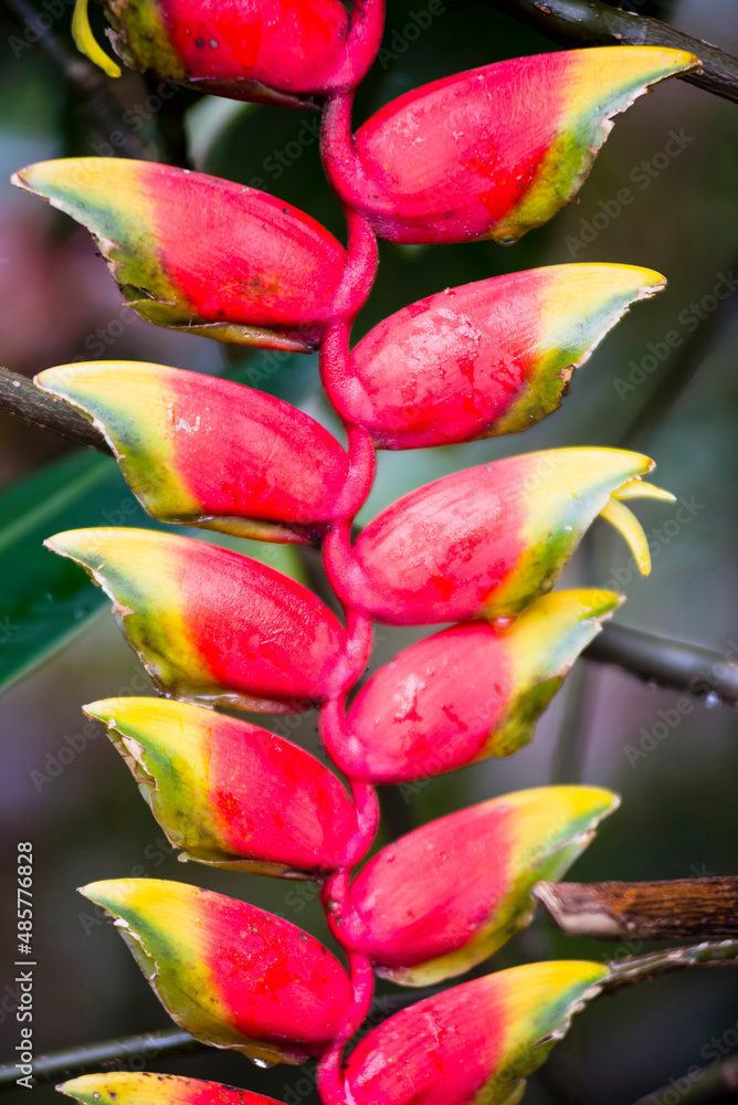 Bird of Paradise flower at Kandy Royal Botanical Gardens, Peradeniya ...