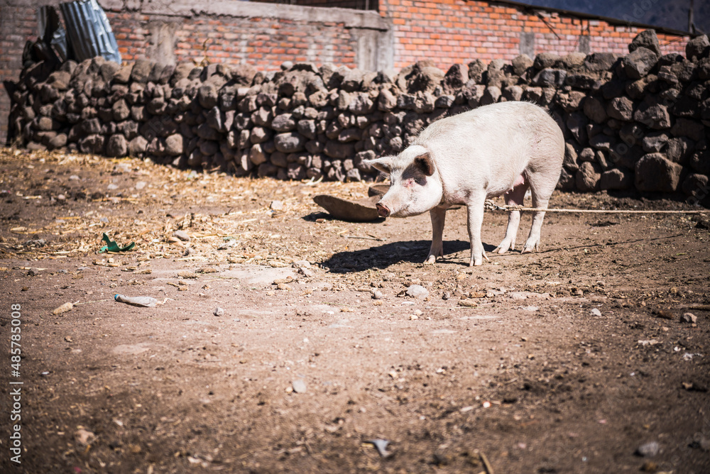 Pig on farm at Cabanaconde, Colca Canyon, Peru, South America Stock ...