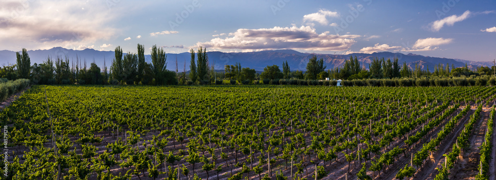 Vineyards at Resort Club Tapiz, a Bodega (winery) in the Maipu area of ...