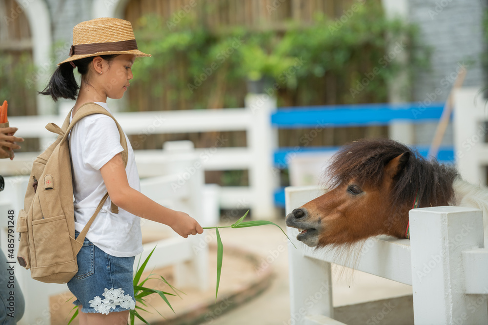 Cute asian girl is feeding grass to dwarf horse in stables. Dwarf ...