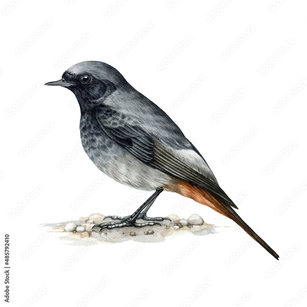Black redstart bird. Watercolor illustration. Realistic hand drawn ...