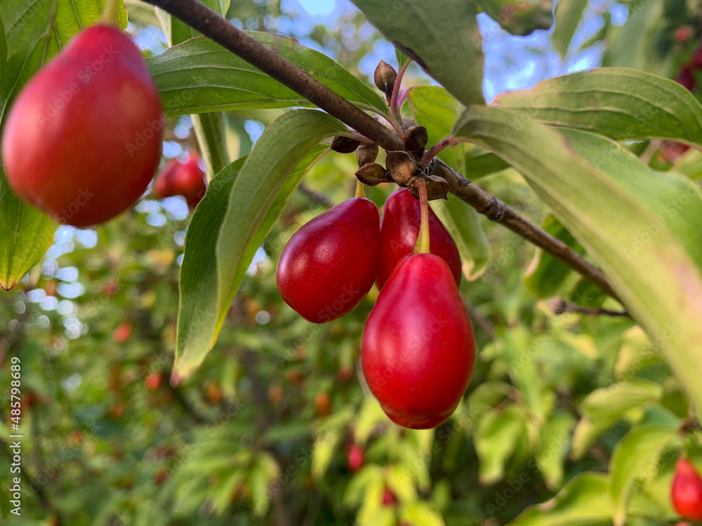 Cornus mas red ripe berries on tree branch close up, cornus mas fruits ...