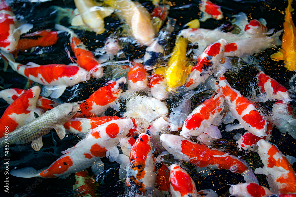 餌を求めて群がる泳ぐ宝石と呼ばれる錦鯉 Stock Photo | Adobe Stock