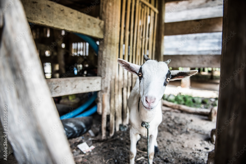 Goat underneath a traditional Batak House, Lake Toba (Danau Toba ...