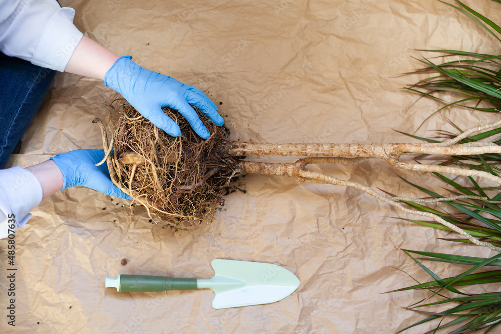 Dracaena houseplant with root system in female hands on craft paper ...