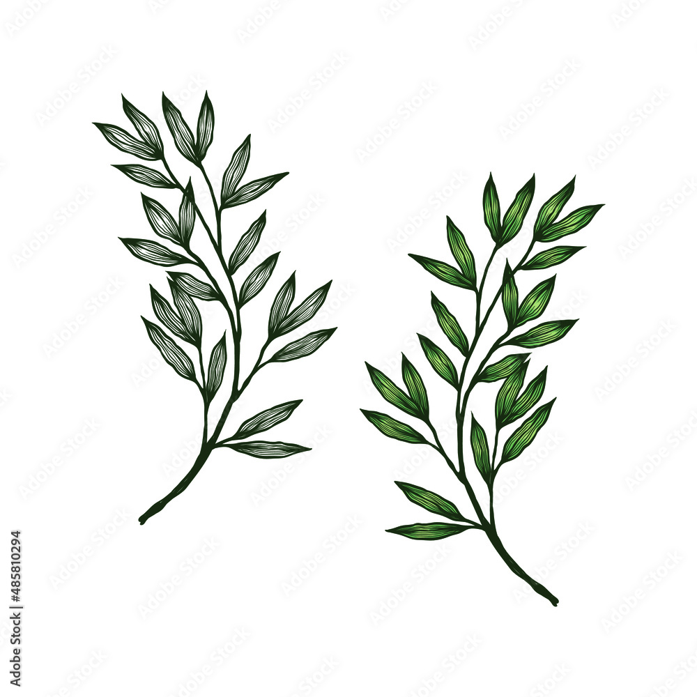 Leaf Leaves Drawing Leaves Artwork. Vector drawing, handrawn, vintage ...